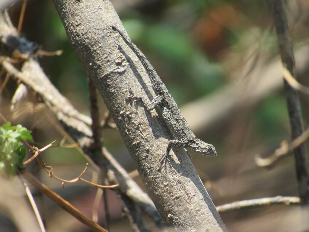 Tropical tree lizard from Casallas, Taxco de Alarcón, Gro., México on ...