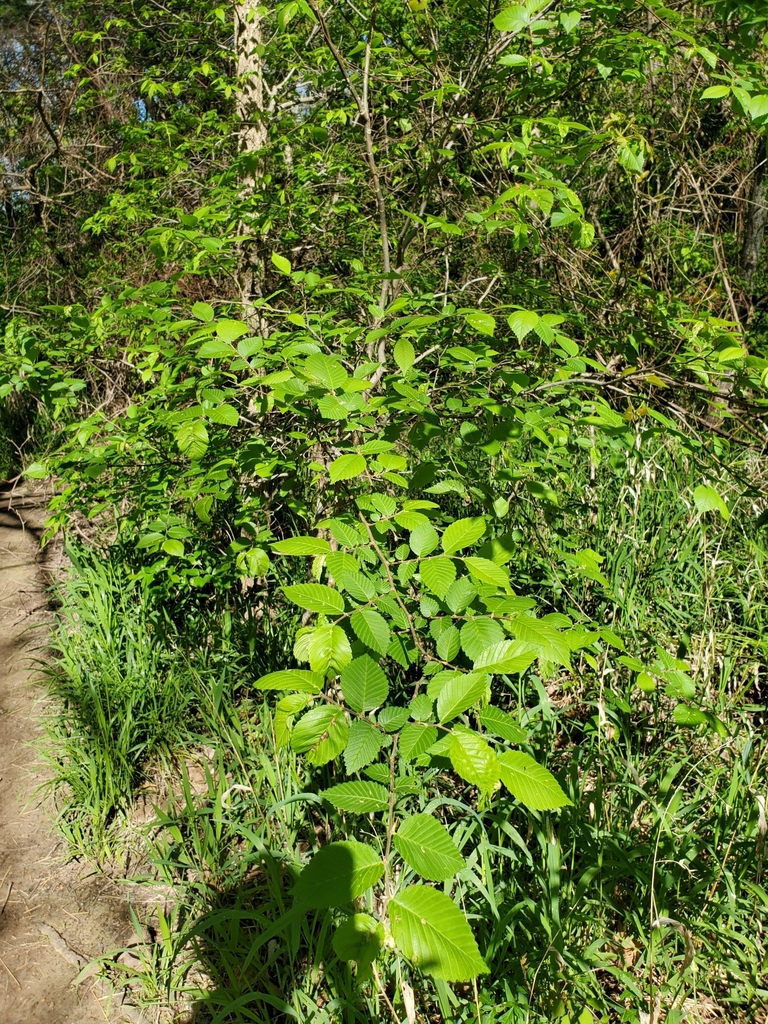 American elm from Austin, TX 78759, USA on March 28, 2024 at 10:30 AM ...