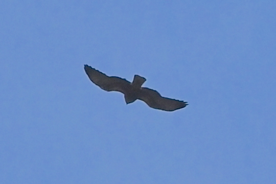 Swainson's Hawk from 33rd St, East Sac, CA, USA on March 28, 2024 at 10 ...
