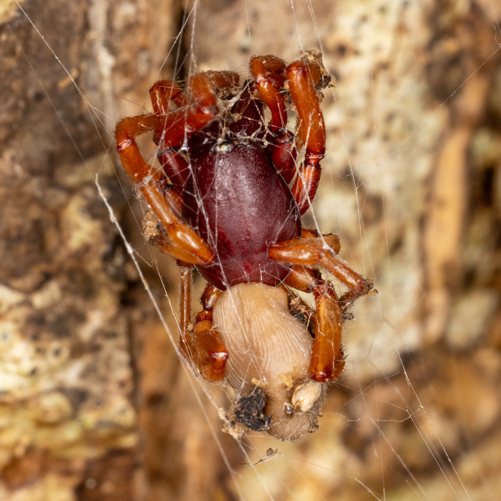 Woodlouse Spider from Hawaii, Hawaii, United States on March 02, 2024 ...