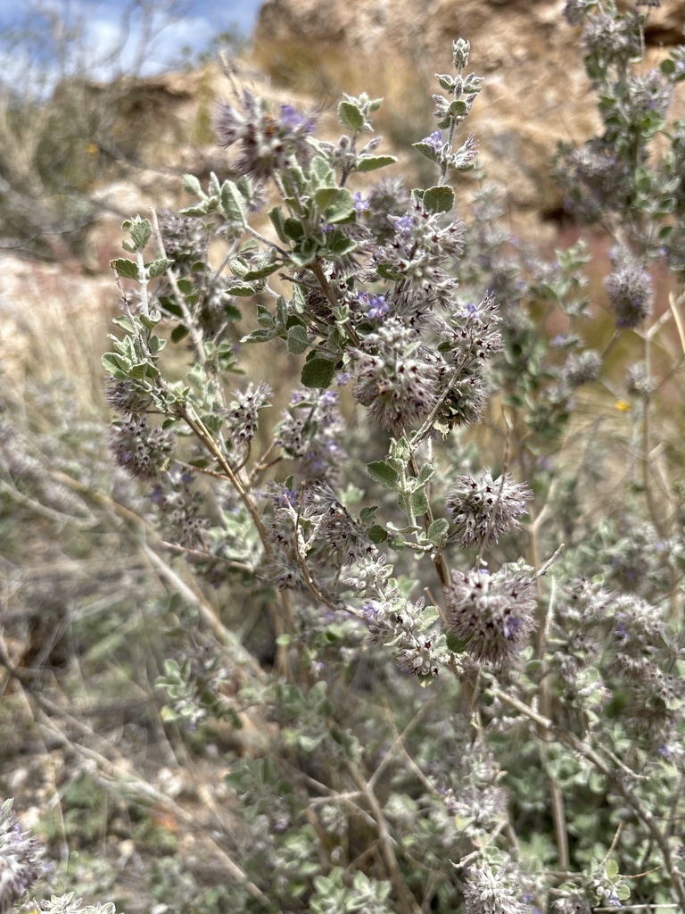 desert lavender from Romero Trail, Tucson, AZ, US on March 28, 2024 at ...