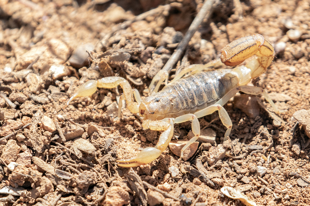Stripe-tailed Scorpion from Pima County, AZ, USA on March 28, 2024 at ...