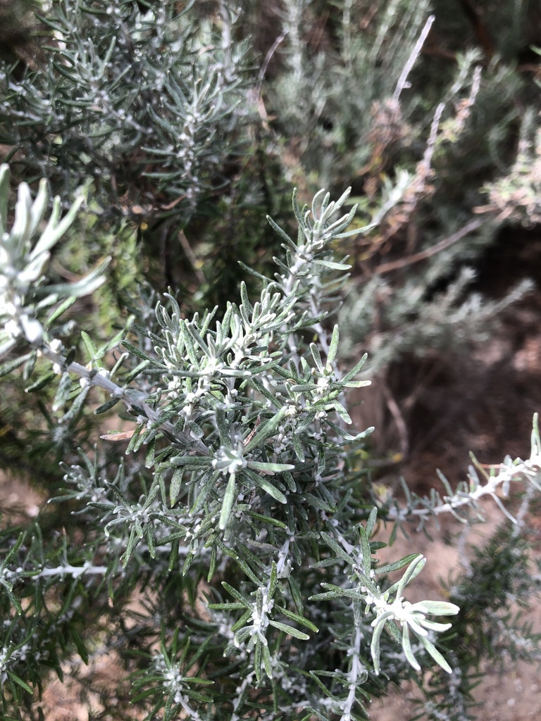 Coastal Daisy-Bush from Great Ocean Rd, Apollo Bay, VIC, AU on March 21 ...