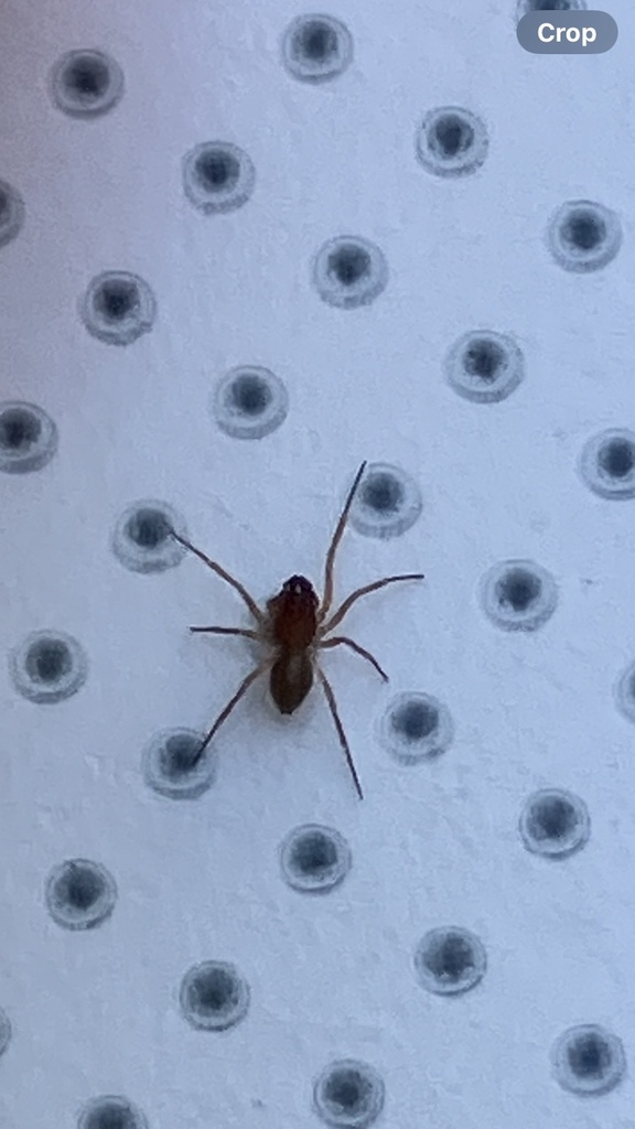 Spiders from Texas A&M University, College Station, TX, US on March 28 ...