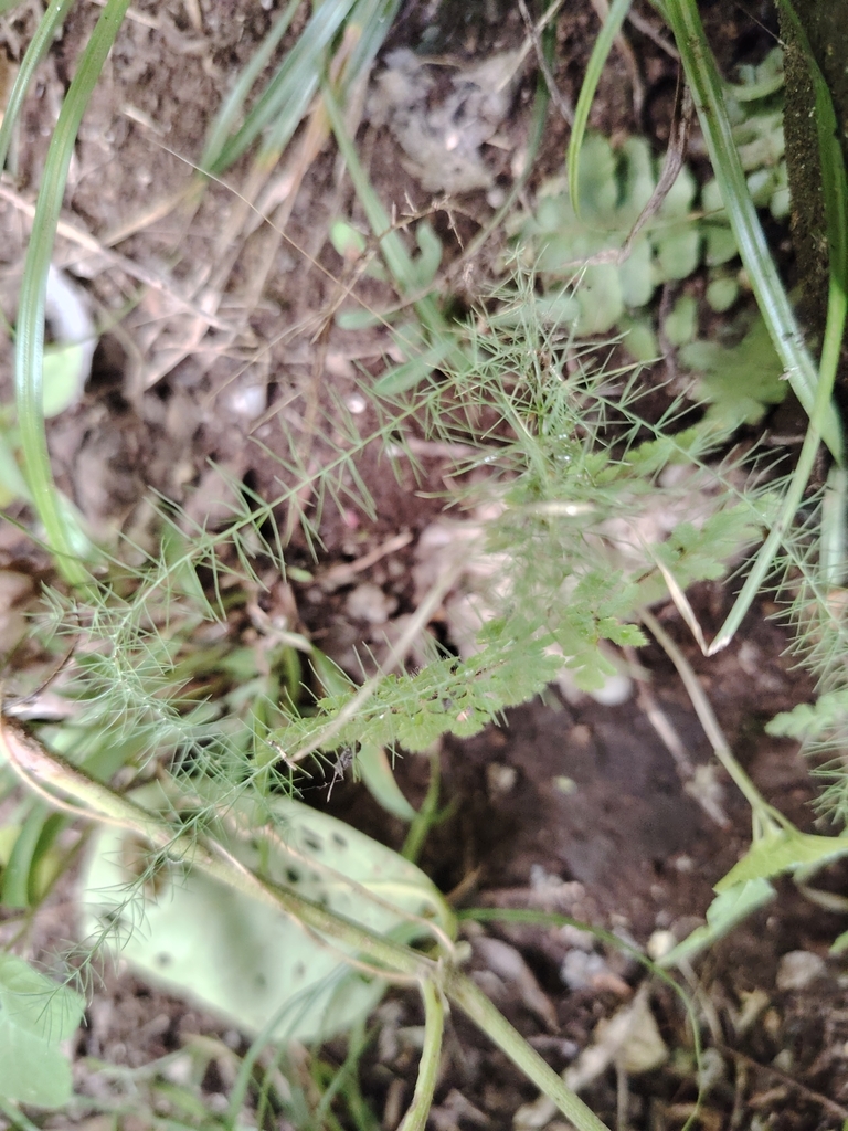 Fine African Squill from Merafong City Local Municipality, South Africa ...