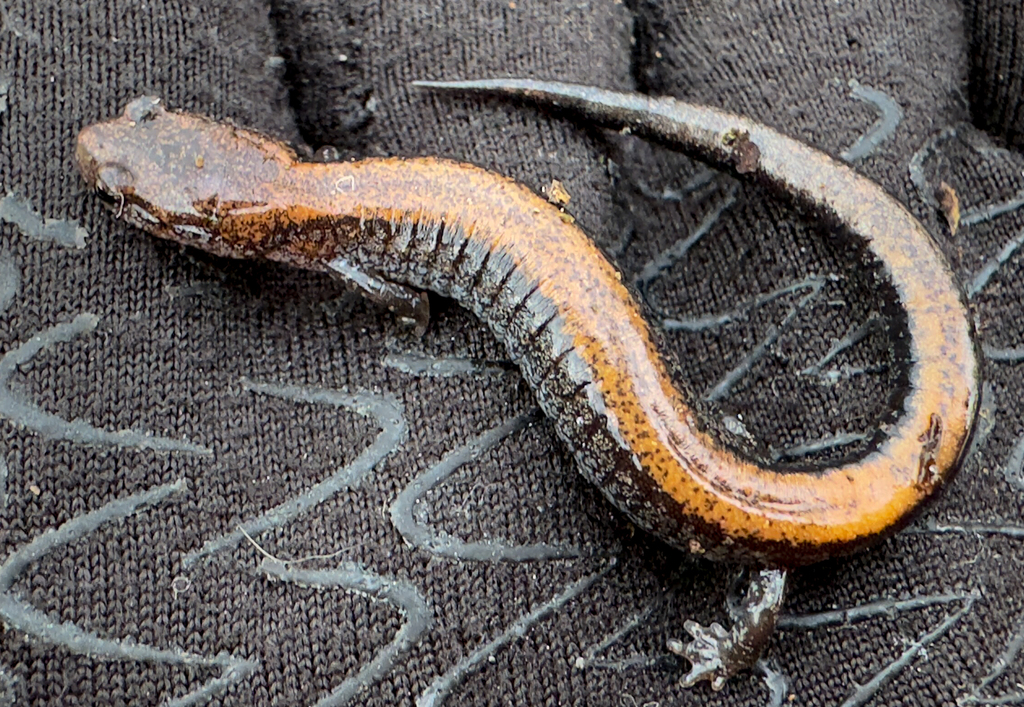 Eastern Red-backed Salamander from Buncombe County, NC, USA on March 28 ...
