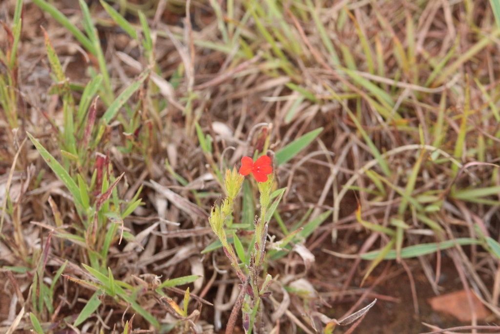 Witchweed from West Rand District Municipality, South Africa on March ...