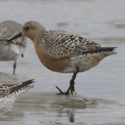 rufa red knot in May 2021 by Eliot VanOtteren. Red Knot · iNaturalist