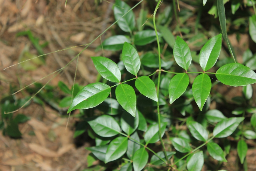 Bower Plant from Sunshine Coast QLD, Australia on June 12, 2022 at 01: ...
