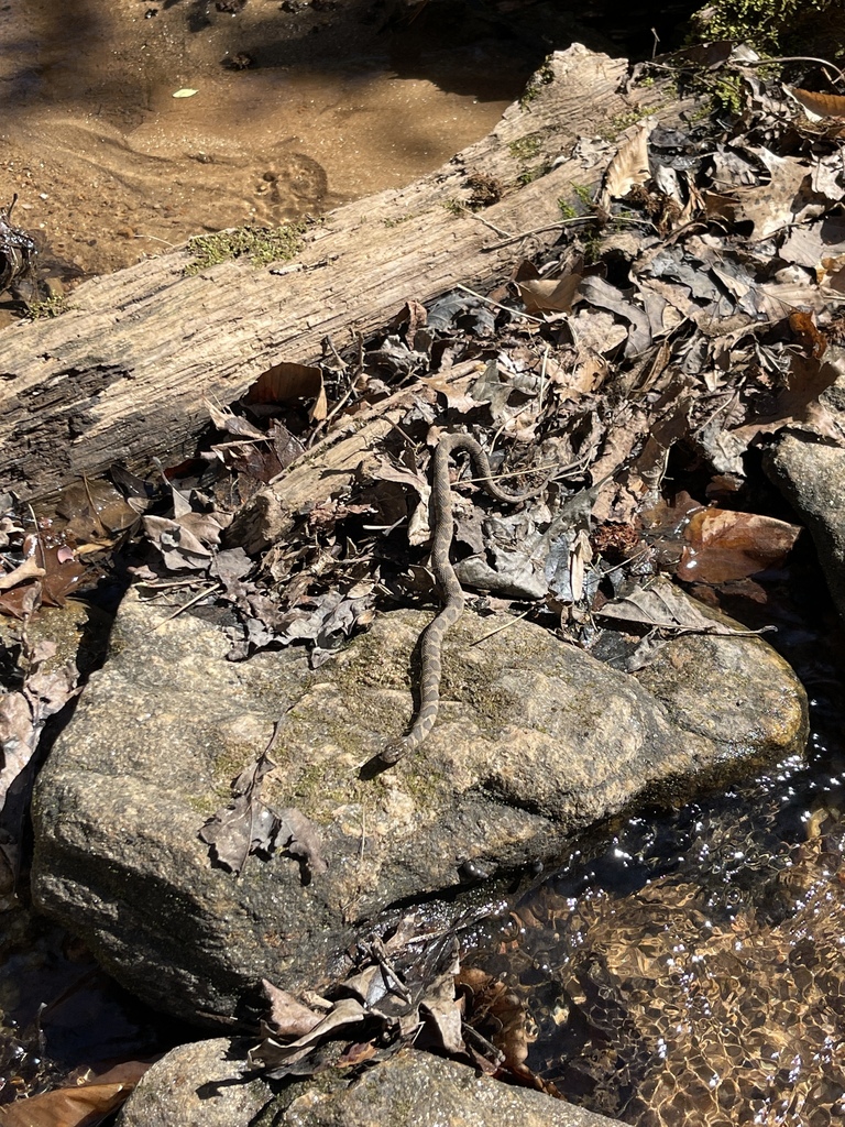 Northern Watersnake from Central, SC, US on March 28, 2024 at 03:31 PM ...