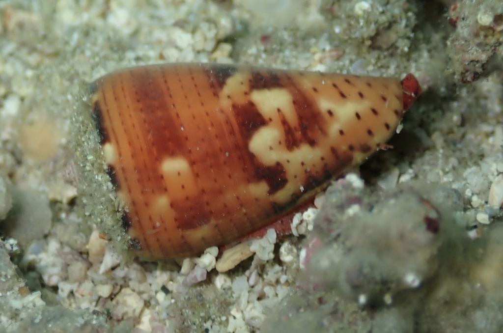 Ribboned Cone from Canal de la Guarda, Provincia de Panamá, PA on March ...
