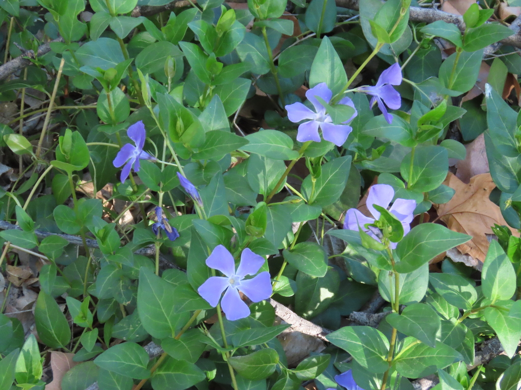 greater periwinkle from 150 Blue Heaven Road, Patagonia, AZ 85624, USA ...