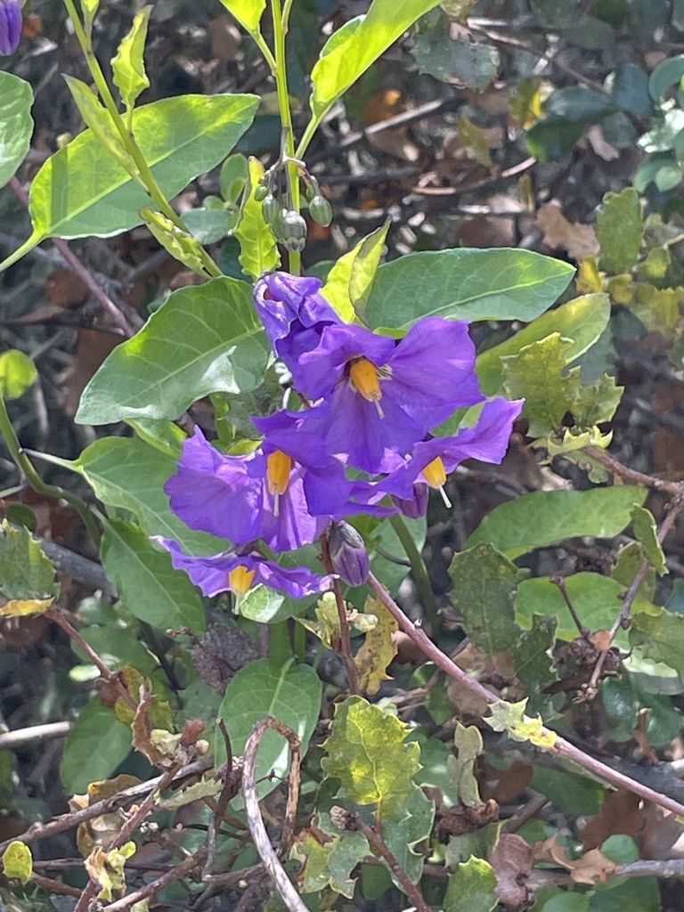 Parish's nightshade from Del Mar Mesa, San Diego, CA, US on March 28 ...
