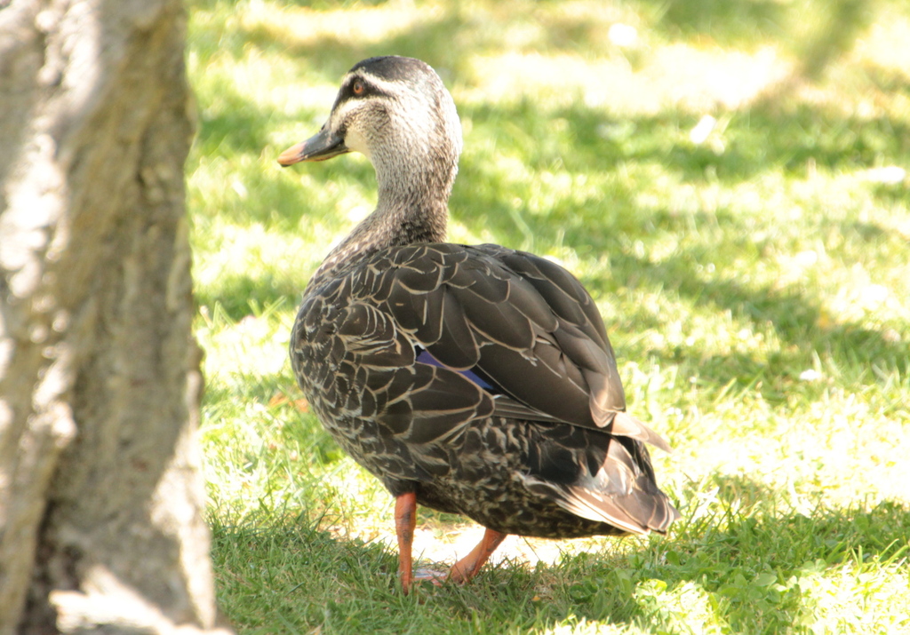 Pacific Black Duck × Mallard from Hobart TAS, Australia on November 23 ...