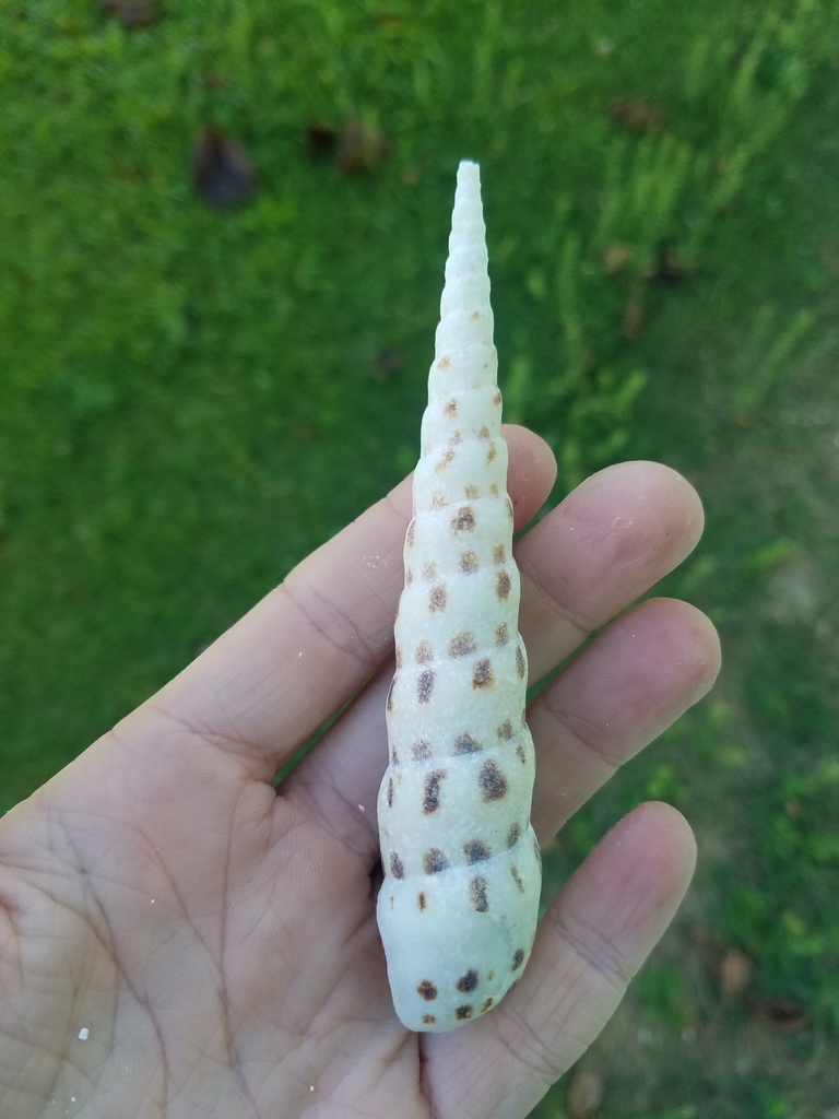 Chocolate Spotted Auger from 44RQ+5VW, Songsong, Rota Island 96951 ...