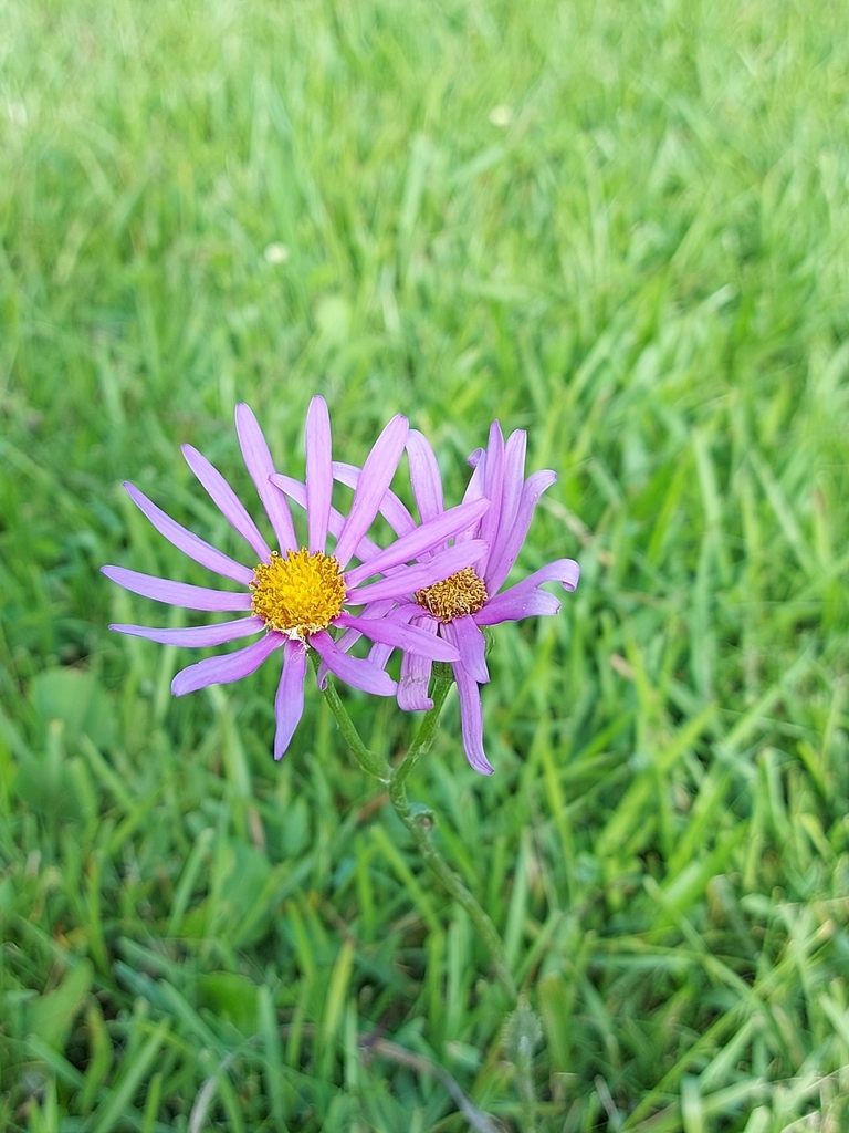 Senecio pulcher from XCXW+J38, 27100 Punta del Diablo, Rocha, Uruguay ...