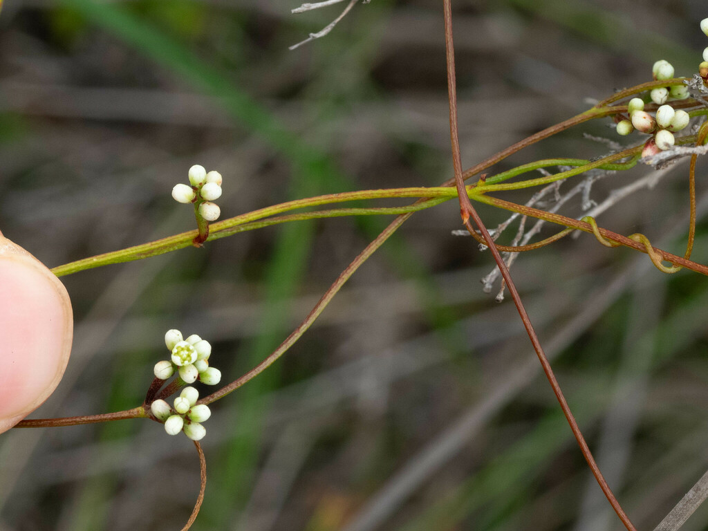 Slender Devil's Twine from Diamond Head NSW 2443, Australia on March 24 ...