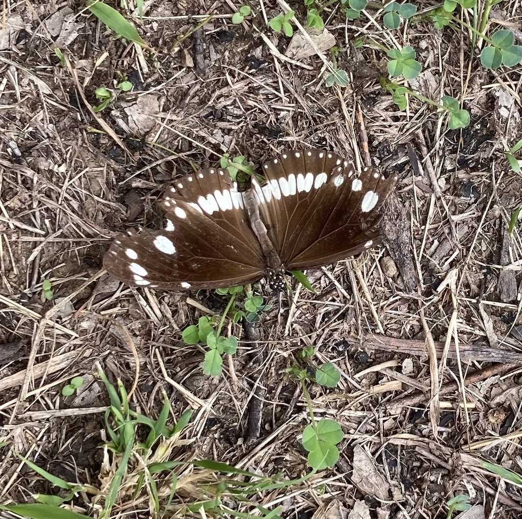 Common Australian Crow from Bolaro Ave, Greystanes, NSW, AU on March 22 ...
