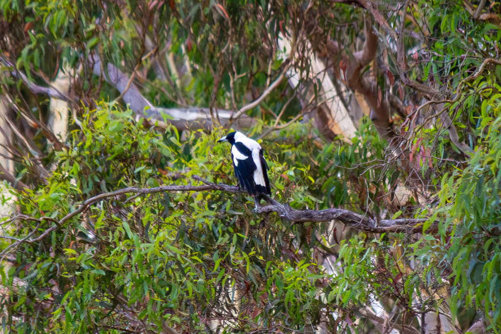 Australian Magpie from Mount Bold Reservoir, SA, Australia on March 23 ...