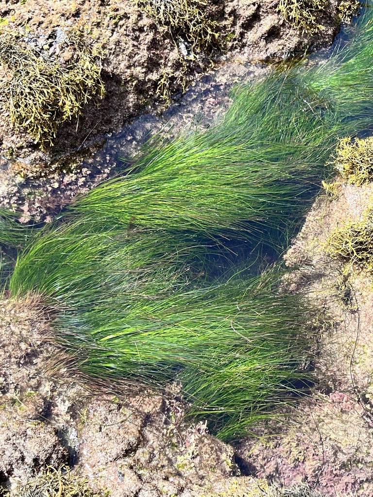 Torrey's Surfgrass from North Pacific Ocean, CA, US on March 23, 2024 ...
