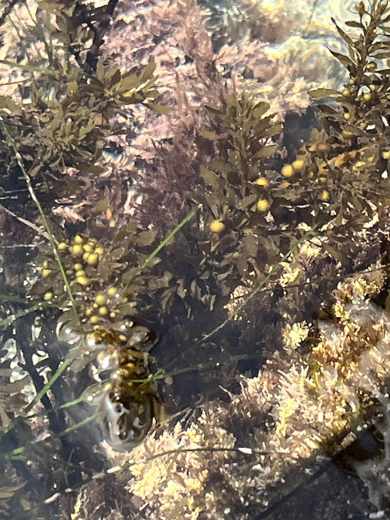 Japanese Wireweed from North Pacific Ocean, CA, US on March 23, 2024 at ...