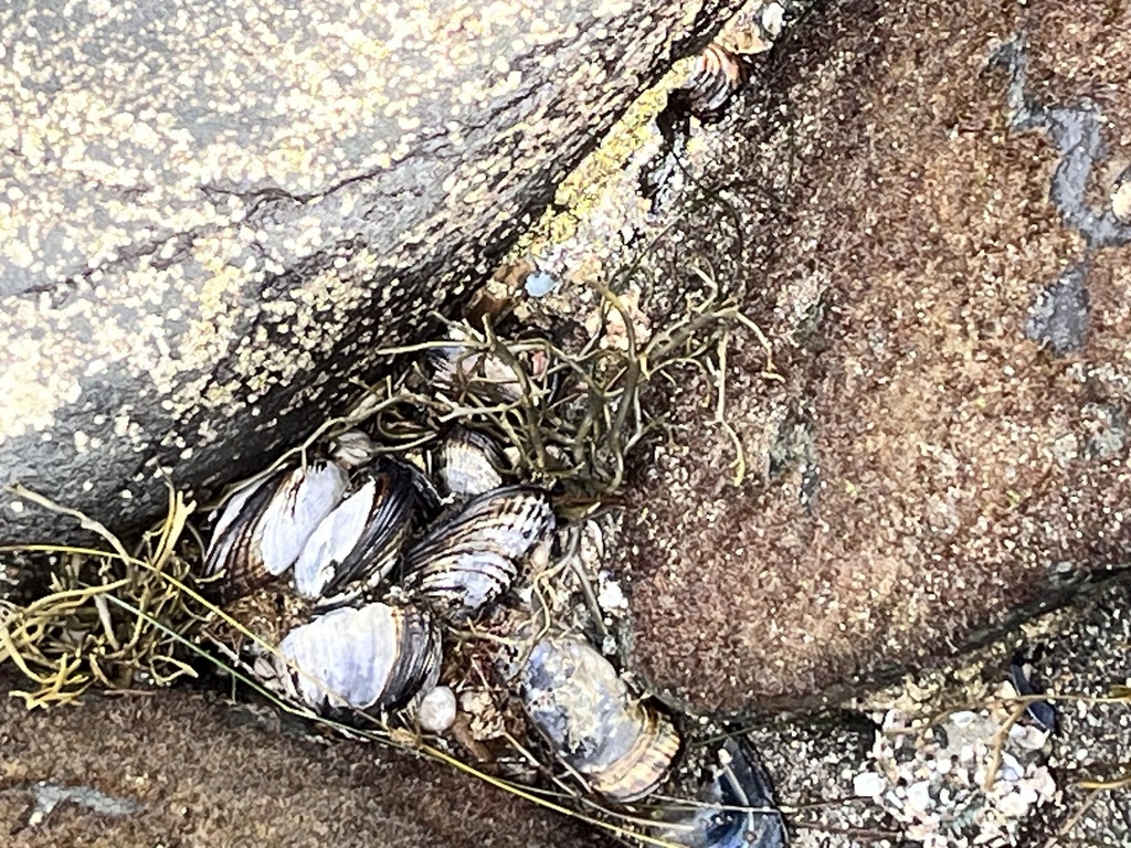 California Mussel from North Pacific Ocean, CA, US on March 23, 2024 at ...