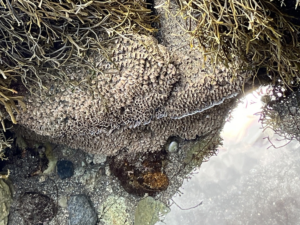 California Sandcastle Worm from North Pacific Ocean, CA, US on March 23 ...