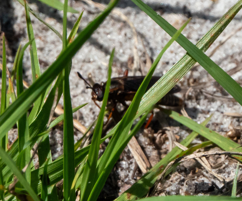Phyllomydas parvulus from Sarasota County, FL, USA on March 28, 2024 at ...