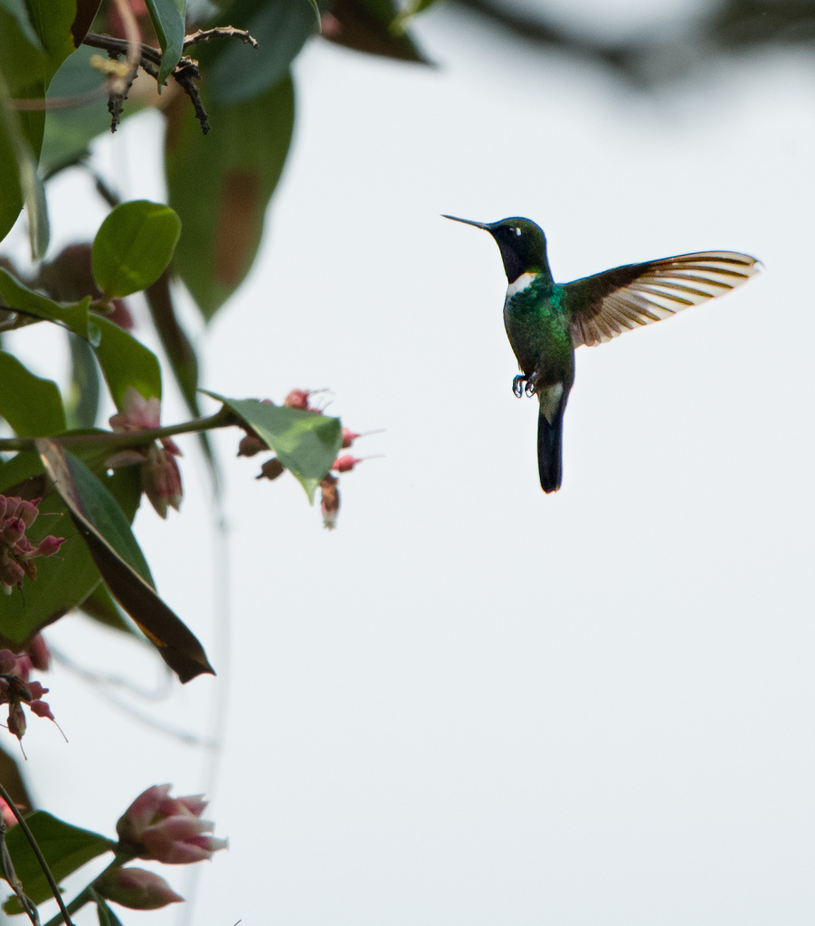 Geoffroy's Daggerbill from Tona, Tona, Santander, CO on March 28, 2024 ...