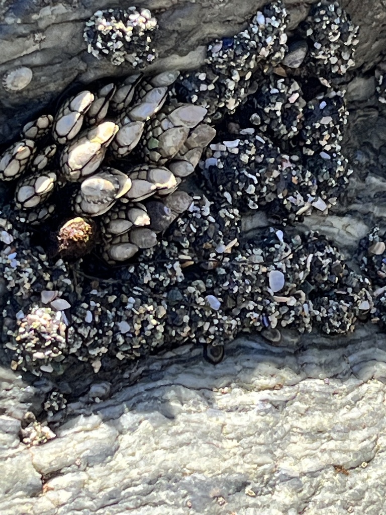 Gooseneck Barnacle from North Pacific Ocean, CA, US on March 23, 2024 ...