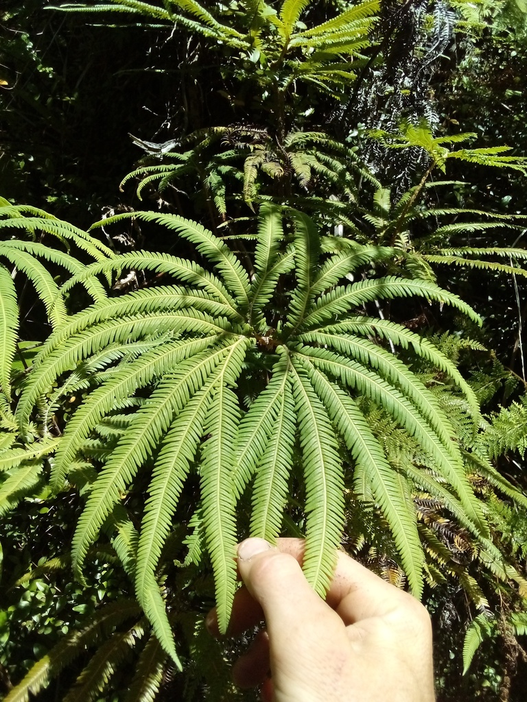 Umbrella fern from Bainham 7073, New Zealand on February 10, 2024 at 11 ...