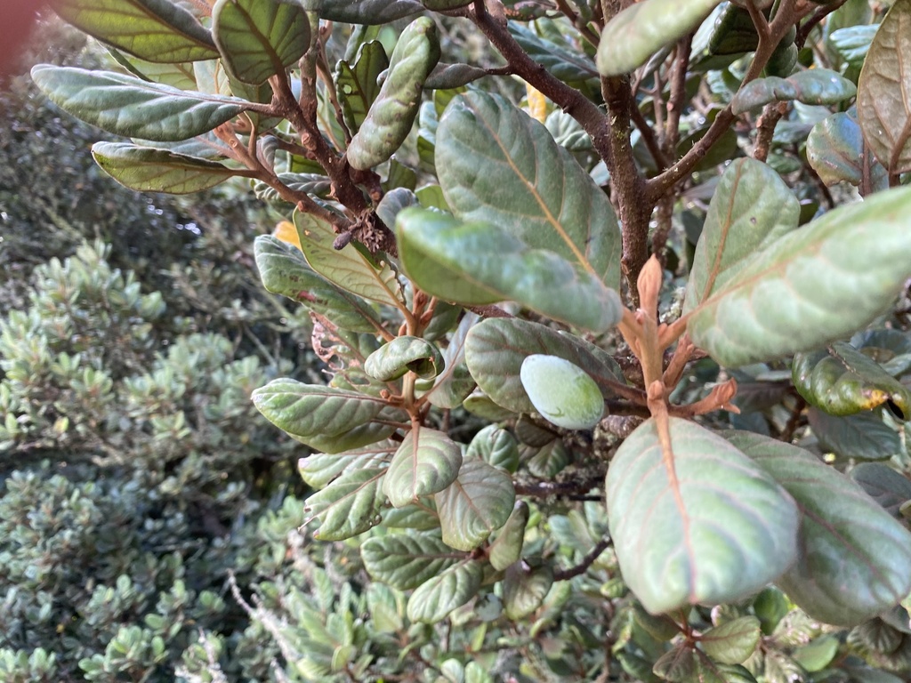 Taraire from Auckland, NZ on March 29, 2024 at 11:09 AM by abk124 ...