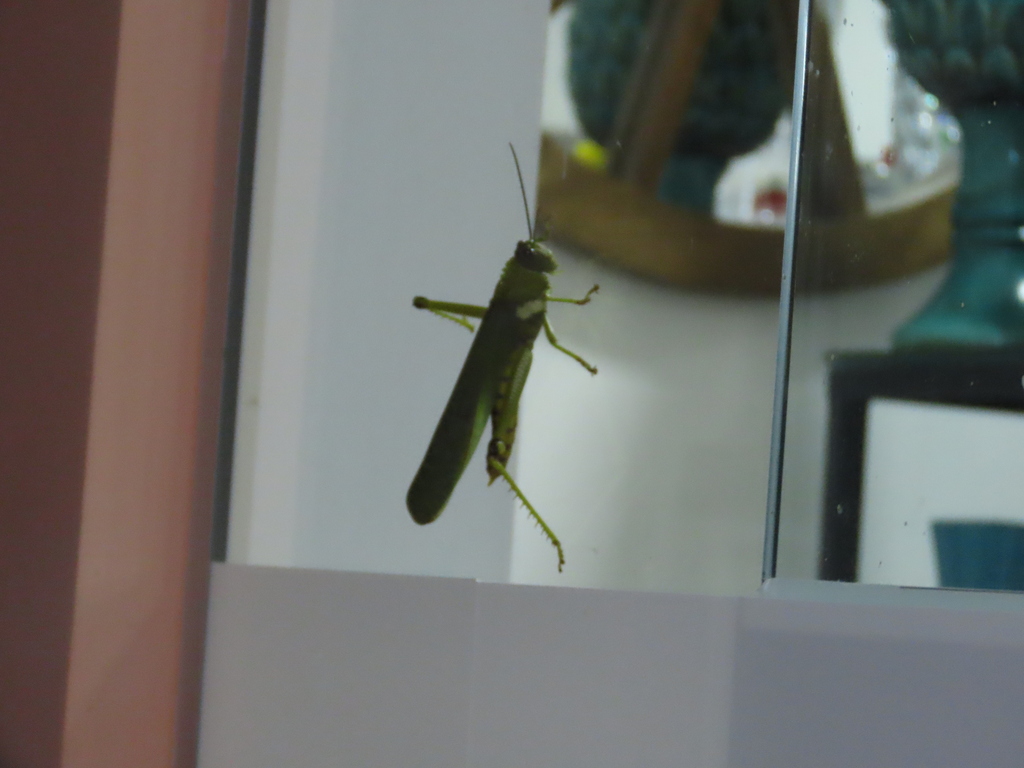 giant red-winged grasshopper from Jacobina - BA, Brasil on March 28 ...