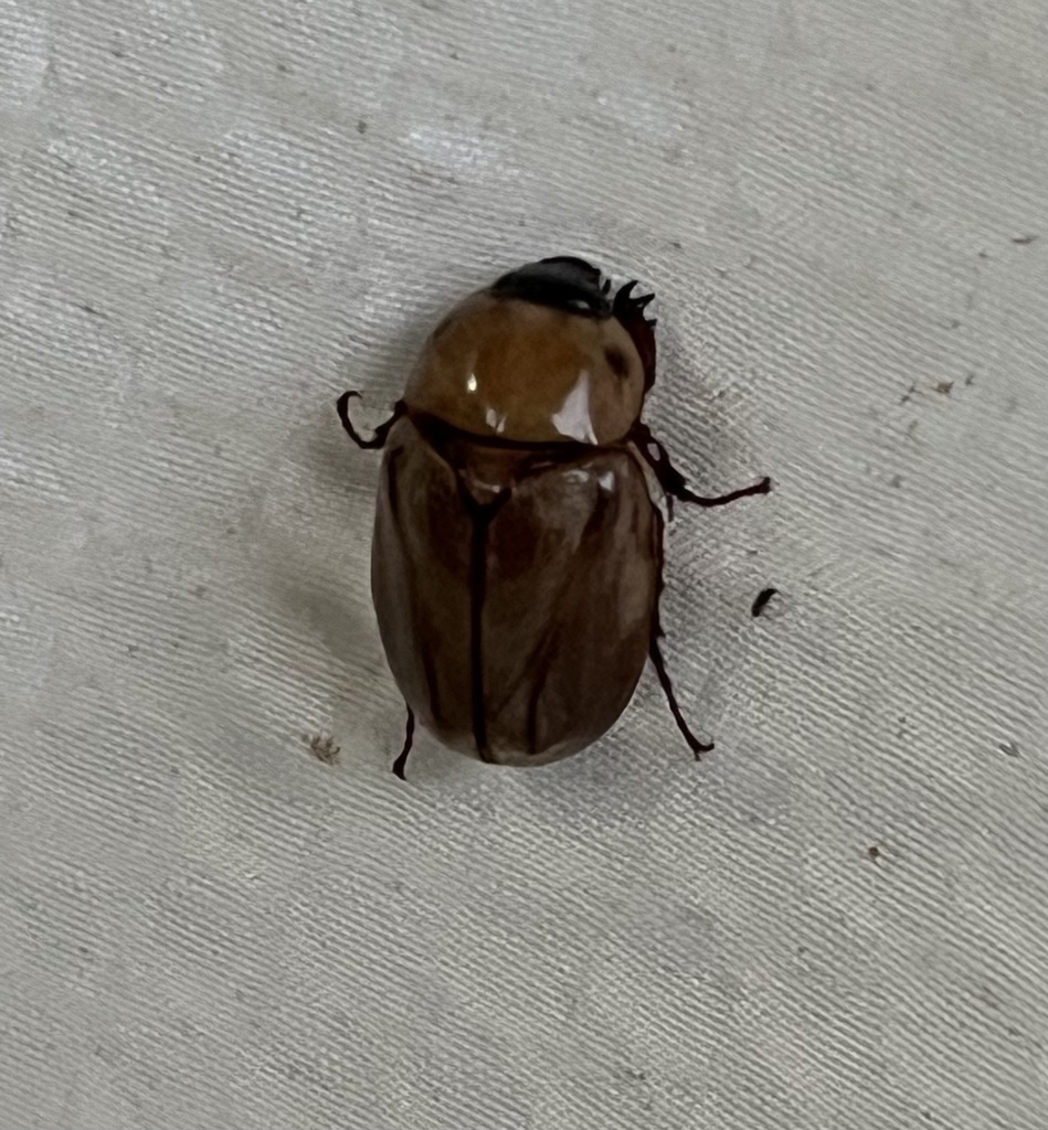 Masked Chafers from Jamaica, Saint Andrew, Surrey County, JM on March ...