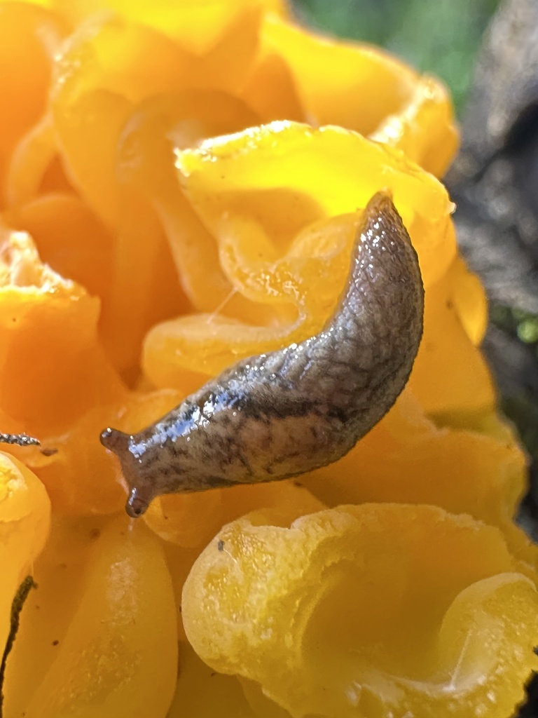 Reticulate Taildropper from Pomo Canyon Trail, Occidental, CA, US on ...