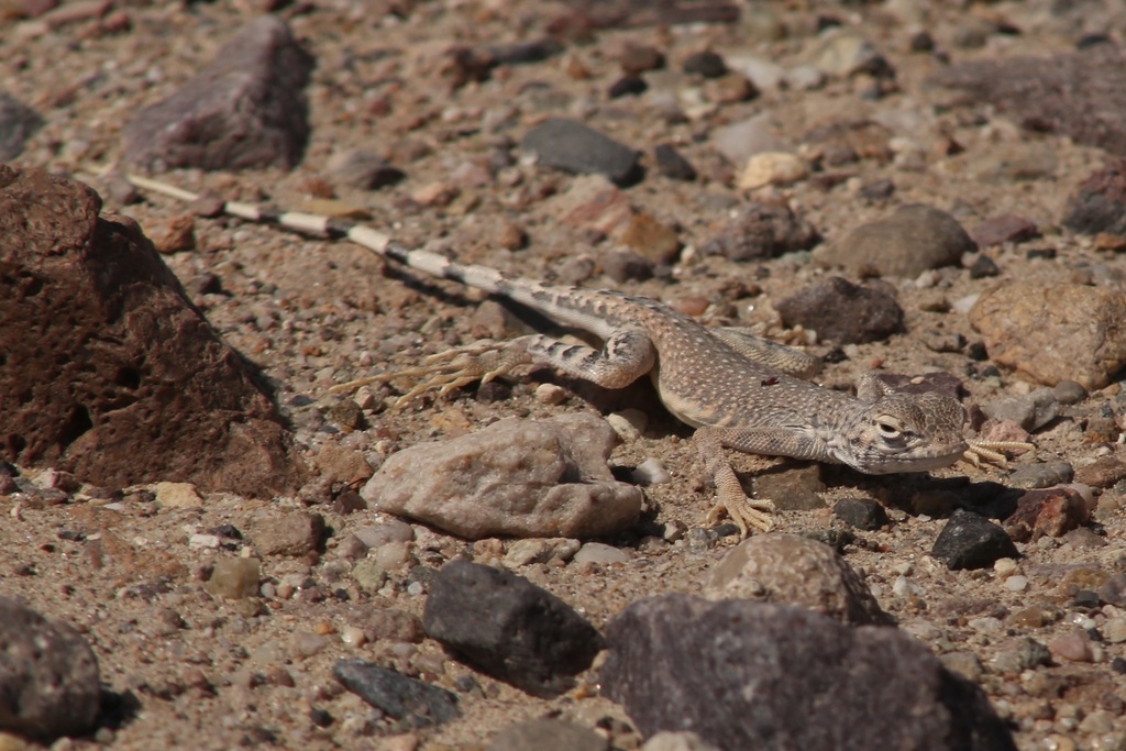 Zebra-tailed Lizard from Death Valley National Park, Death Valley, CA ...