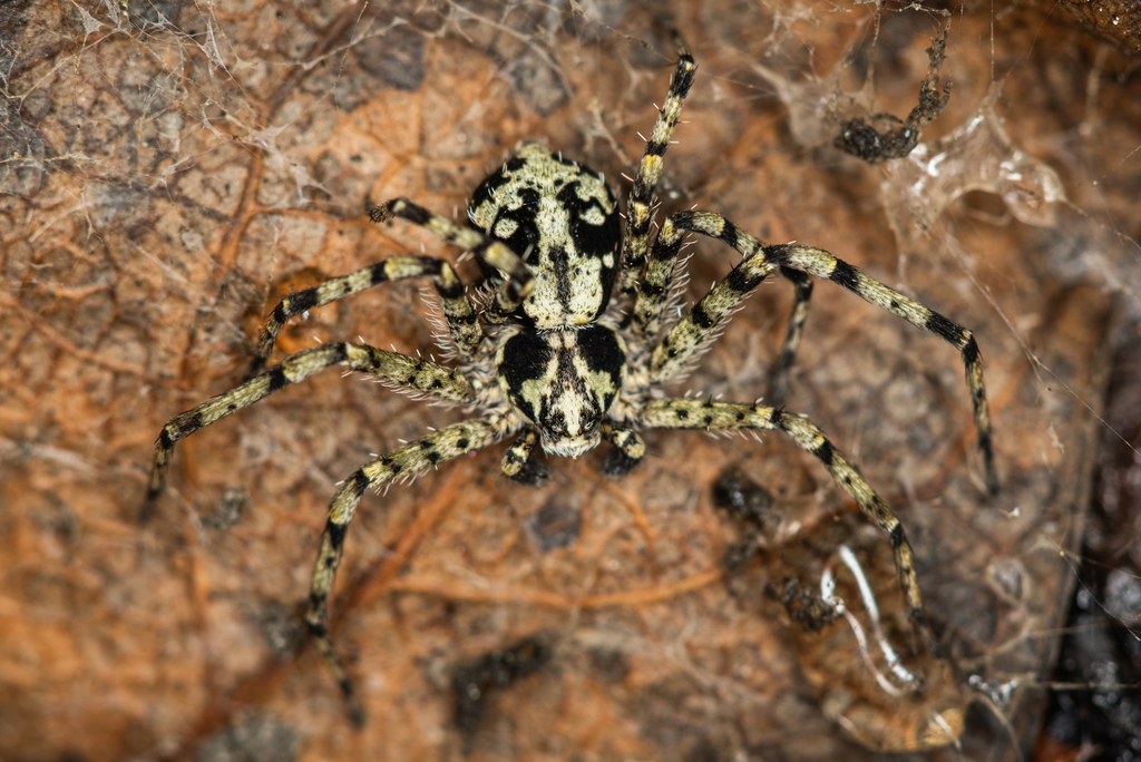 Lichen Running Spider from г. Королев, Московская обл., Россия on March ...
