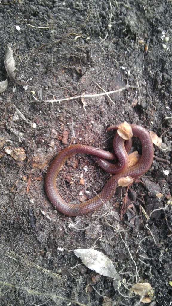 Eastern Worm Snake from Green Meadow, Wilmington, NC 28405, USA on ...