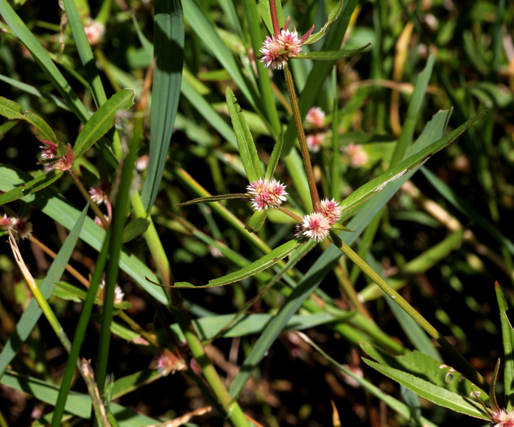 Lesser Joyweed from Hardings Paddock, Purga, QLD, 4306, Australia on ...