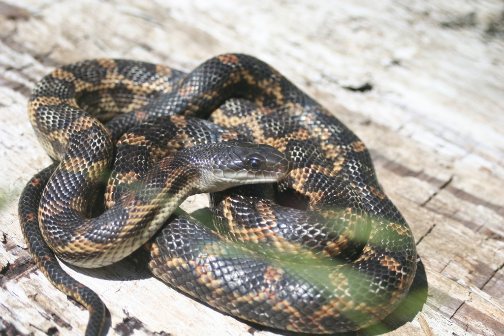 Western Ratsnake in February 2024 by Kevin Graham · iNaturalist