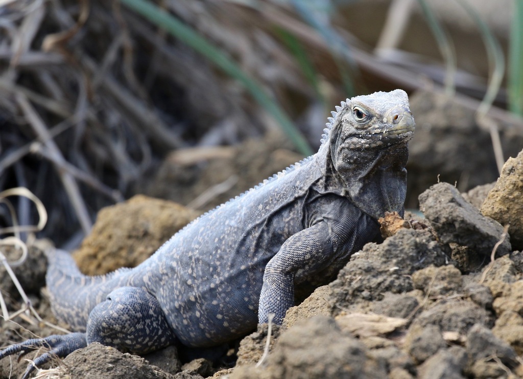Cuban Ground Iguana in February 2023 by skvorpahl · iNaturalist
