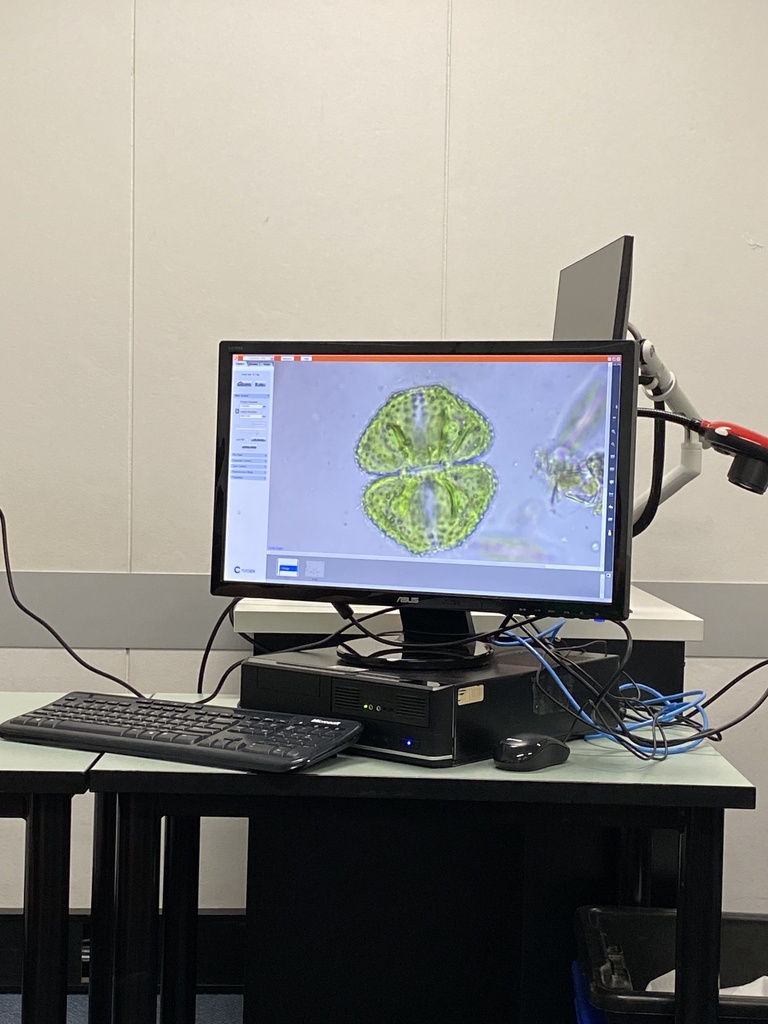 Cosmarium from Macquarie University, Macquarie Park, NSW, AU on March ...