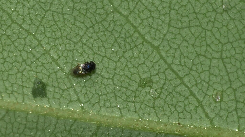 Telenominae from Mumbai Vet College on March 21, 2024 at 10:08 AM by ...