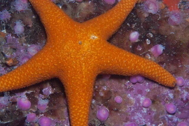 Red Seastar (Starfish of Southern Africa) · iNaturalist