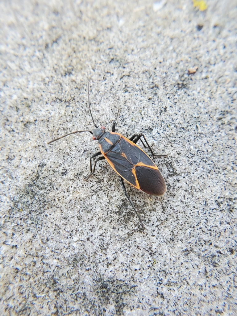 Eastern Boxelder Bug from Payson, AZ 85541, USA on March 28, 2024 at 12 ...