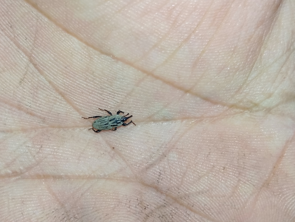 Hunting Billbug from Villa de Guadalupe, 81318 Ahome, Sin., México on ...