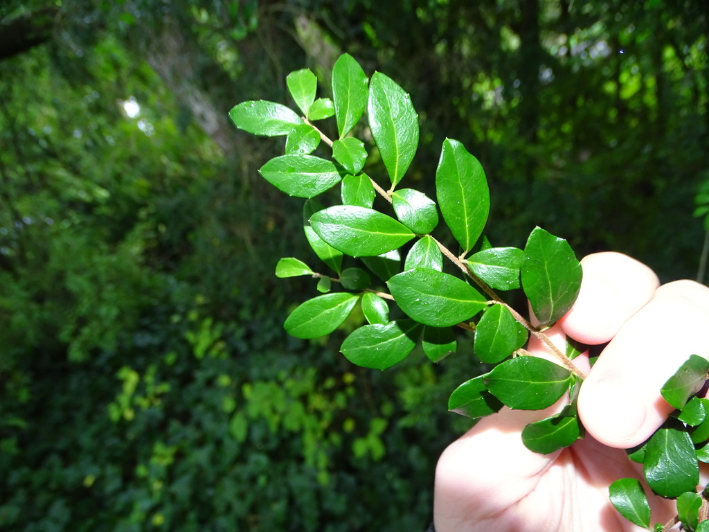 Vanilla tree from Anderson Park 9876, New Zealand on March 29, 2024 at ...