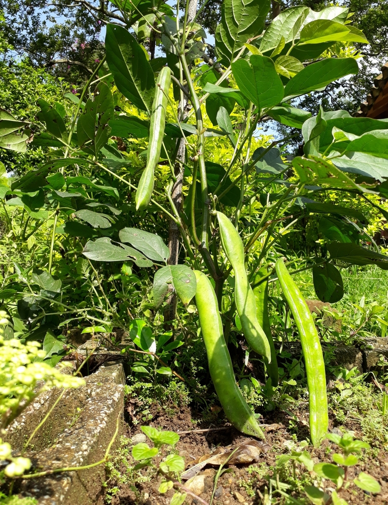 Jack Bean (Canavalia ensiformis) - Botanical Realm
