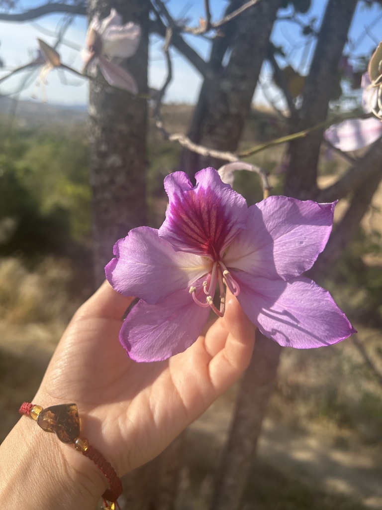 Orchid tree from La Barranca, Bocaneo, Mich., MX on March 25, 2024 at ...