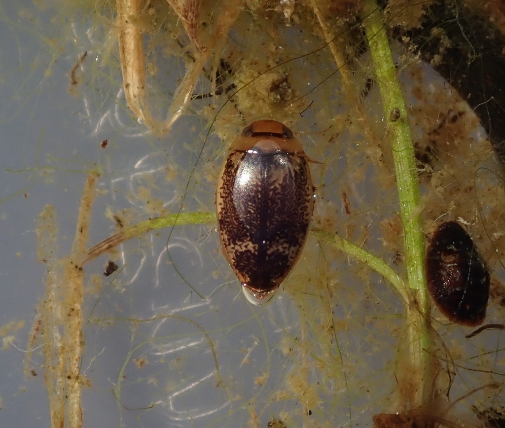 Laccophilus sharpi in March 2024 by 海野ふる子 · iNaturalist